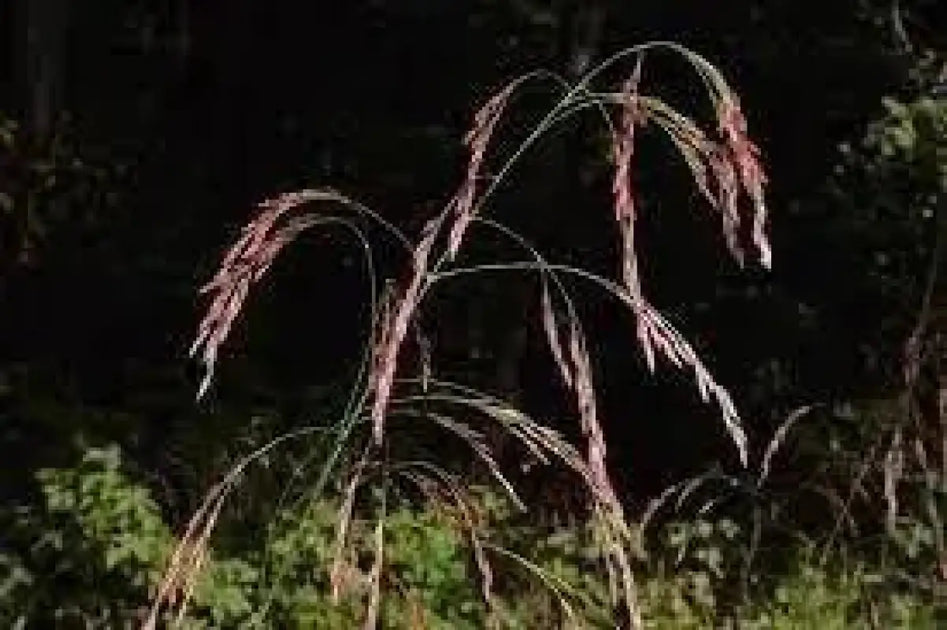 6000 Purpletop Tridens Seeds Tridens Flavus Greasegrass Seeds
