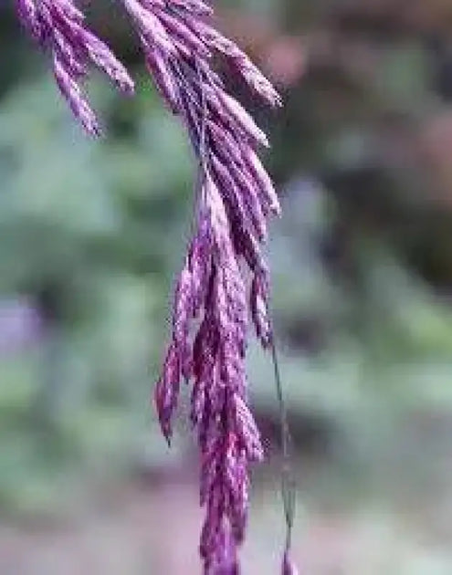 6000 Purpletop Tridens Seeds Tridens Flavus Greasegrass Seeds
