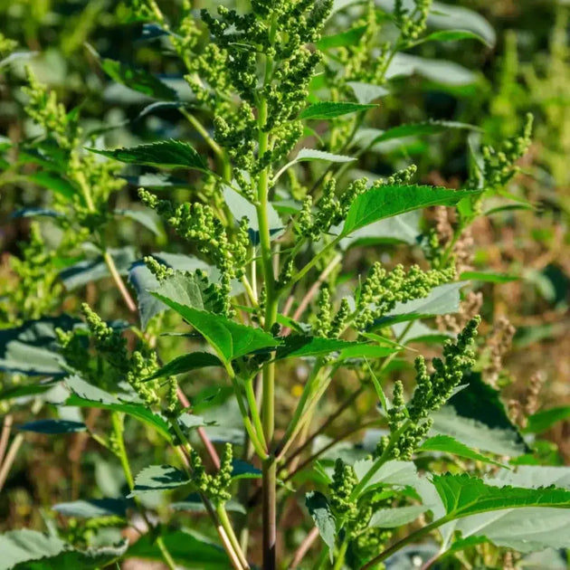 3 pack x 10 Annual Marsh Elders plants seeds Annual Iva annua Sweet ...