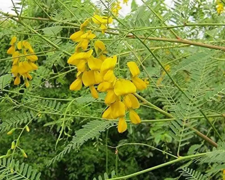 100 Sesbania Sesban seeds Yellow Egyptian Rattlepod seeds for planting