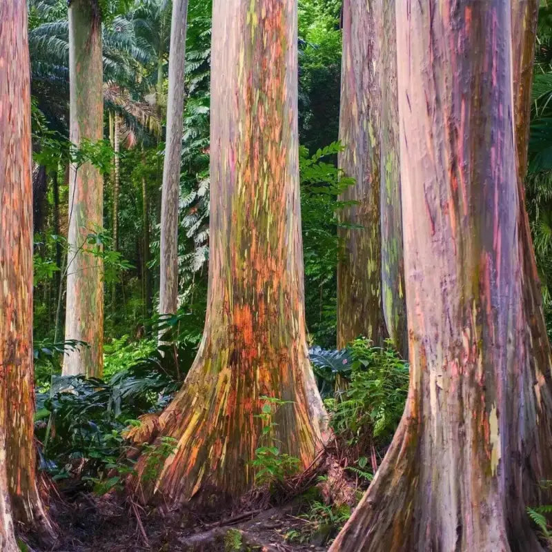 100 Rainbow Eucalyptus Tree Seeds Technicolor Bark for Exotic Gardens