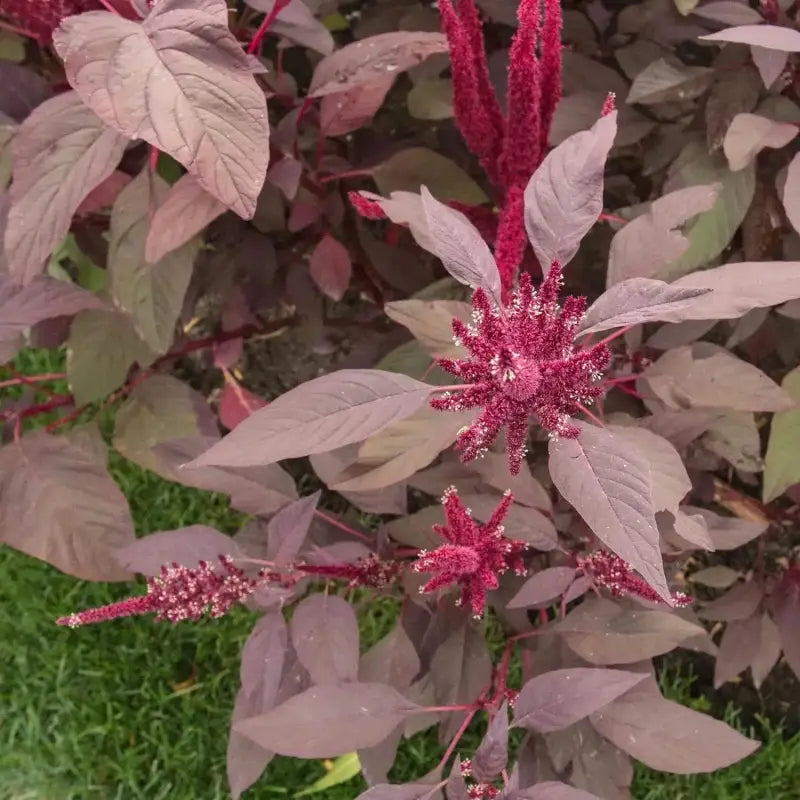 2500 Seeds Red Amaranth Seeds, Non-GMO Rau Den Red Bhaji/Red Amaranth