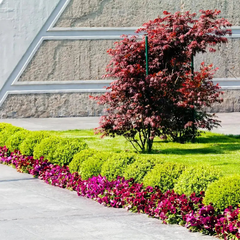 4 pack x 50 seeds Red Maple Tree Seeds for planting