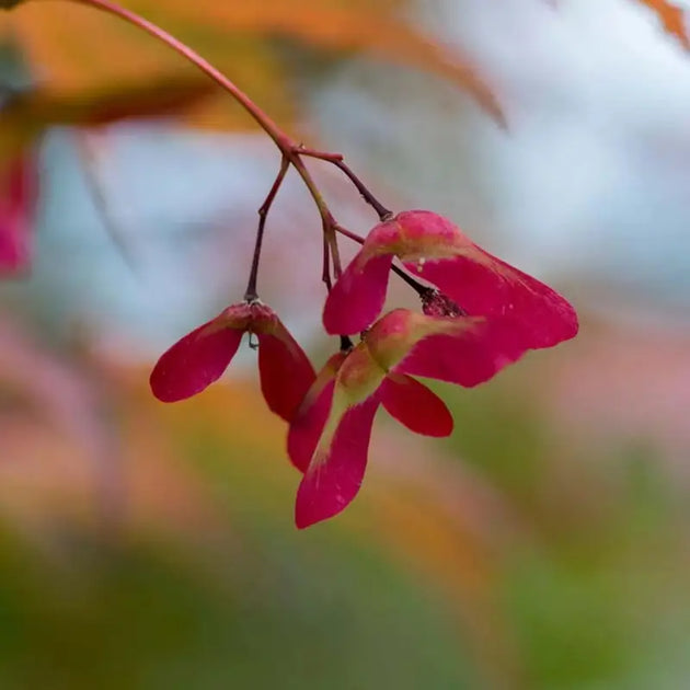 2 pack x 100 seeds Red Maple Tree Seeds for planting