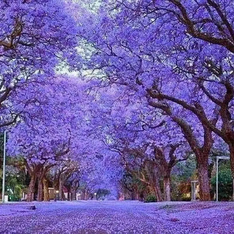 100 Royal Empress Seeds for planting- Grow Kiri, Sapphire Dragon Trees