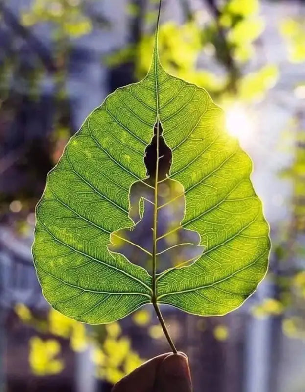Peepal Tree 100 Tree Seeds for Planting Ficus religiosa Bodhi Tree