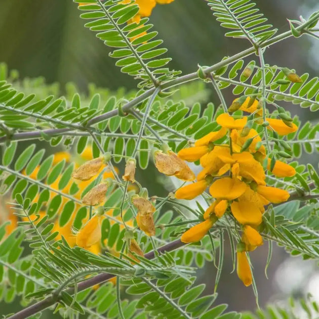 150 Sesbania Sesban Seeds: Grow Vibrant River Bean Trees