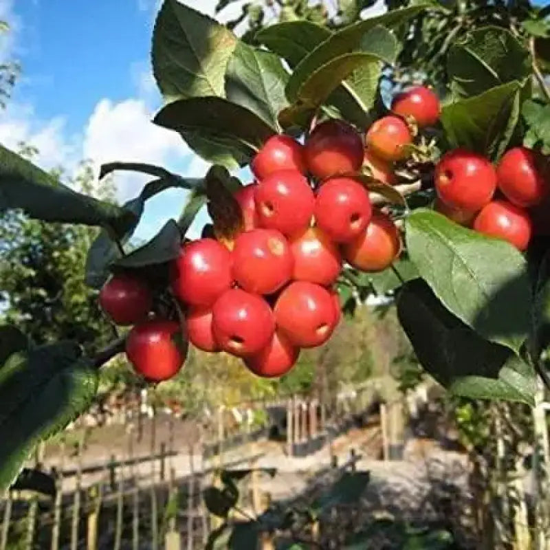 10 Siberian crab apple tree Seeds for Planting Malus baccata