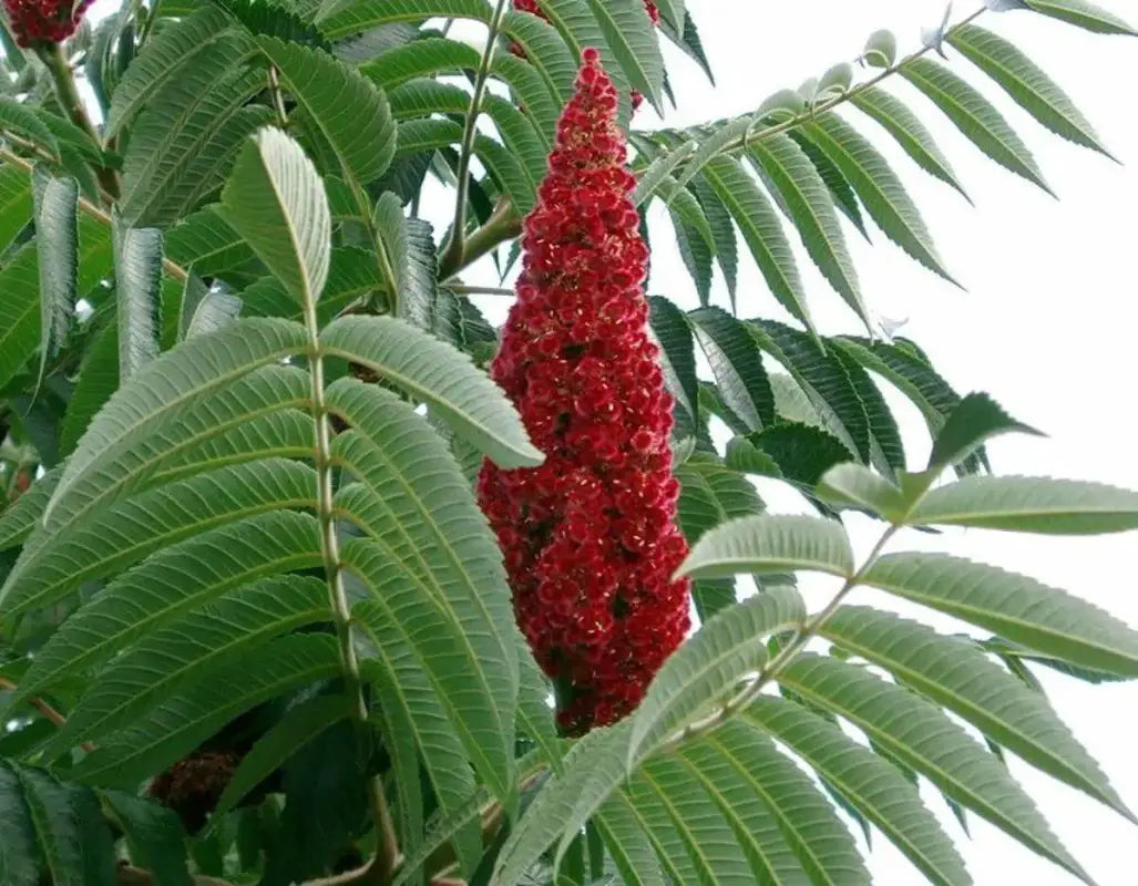 5 pack x 500 Smooth Sumac Seeds Sumach Rhus glabra Grow tips for plant ...