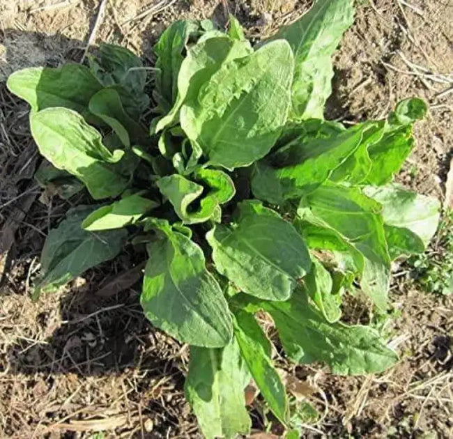 1500 French Sorrel Seeds Spinach Dock Narrow-leaved Dock Lettuce seeds