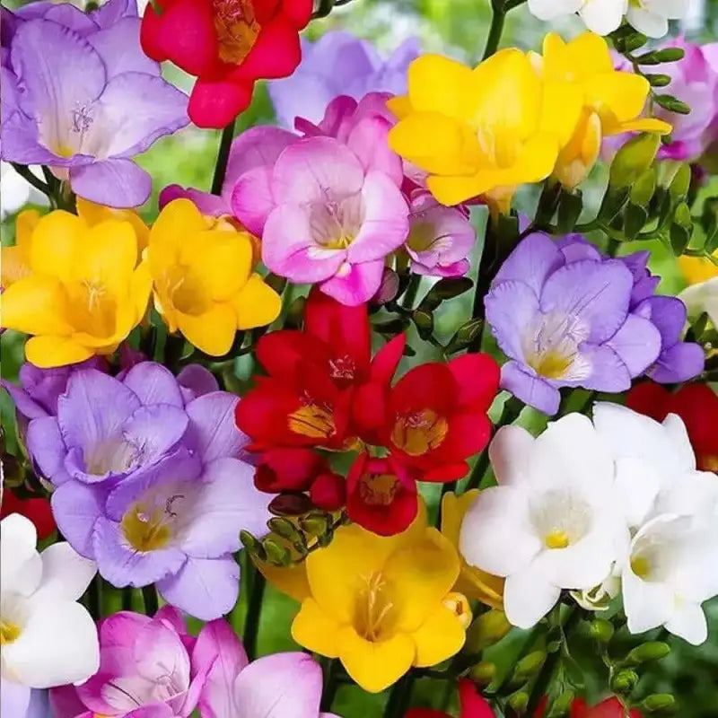 South African Freesia Bulbs for Beautiful Blooms 10 bulbs