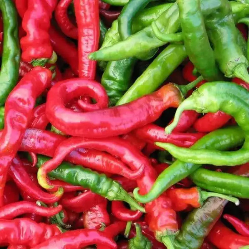 2 pack x 1200 Cowhorn Pepper Seeds Hot Chili Cow Horn Pepper Seeds for ...