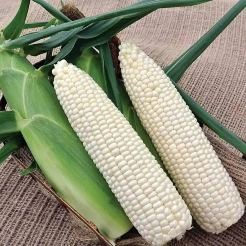 Sweet and Sticky Waxy Corn Seeds - 300 seeds Glutinous Corn