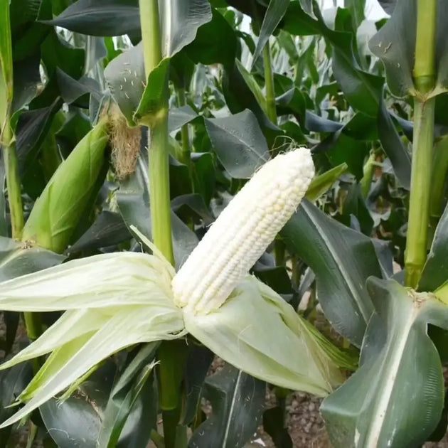 300 Waxy Corn Seeds Sticky Corn Seeds Bap NEP Deo, Glutinous Corn