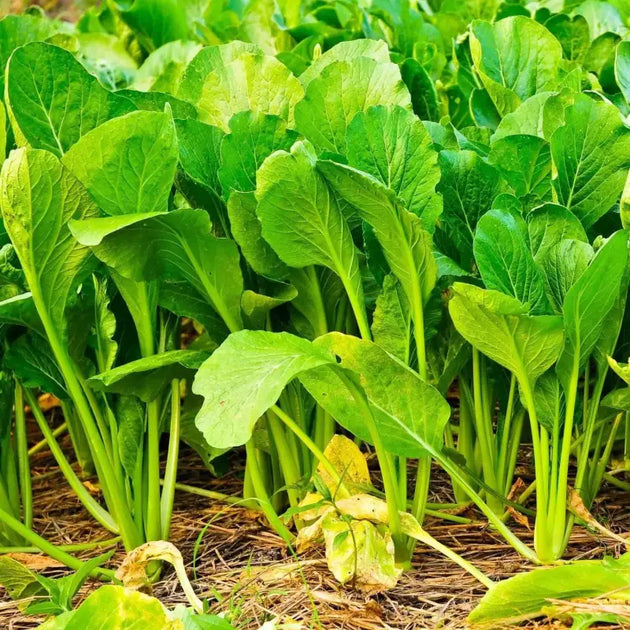 6000 seeds Choy Sum Seeds for Fresh Asian Greens