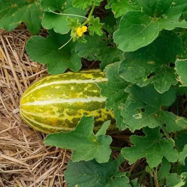 Thai/Asian Musk Melon (Cucumis melo) from Seed: warm roots, sweet flesh ...