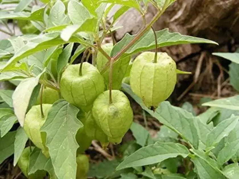 100 Wild Tomatillo plant Seeds - Grow Physalis Longifolia Groundcherry