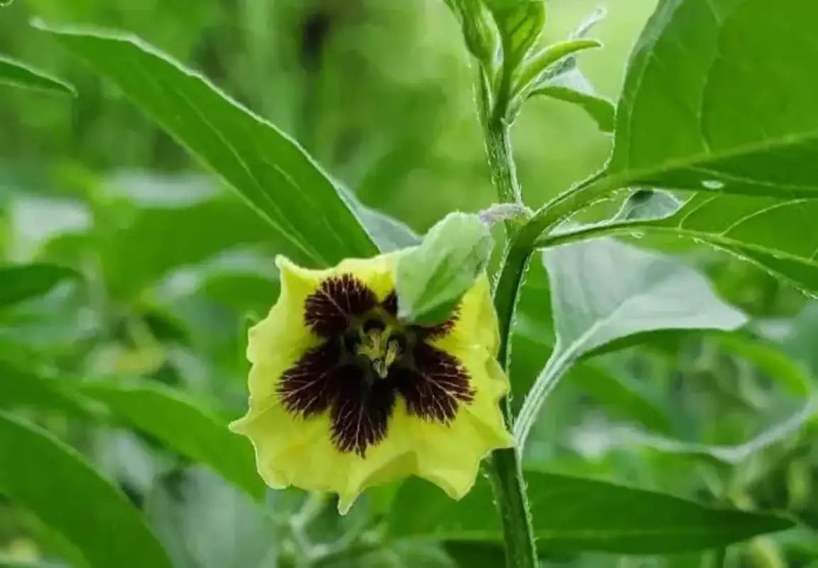 100 Wild Tomatillo plant Seeds - Grow Physalis Longifolia Groundcherry