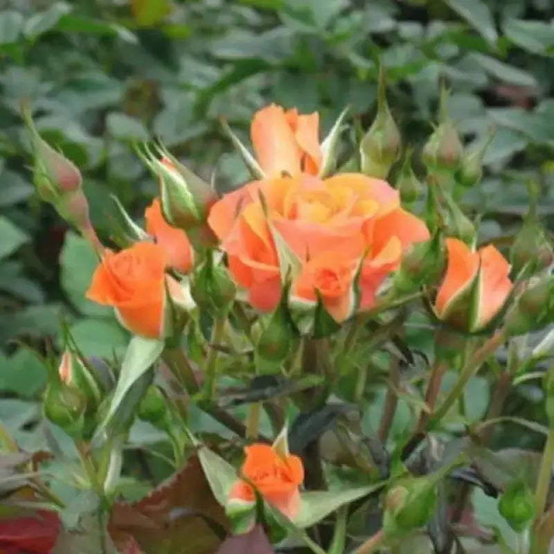 rose seeds Blossom Splendor 50 Seeds for Cultivating Diverse Rose ...