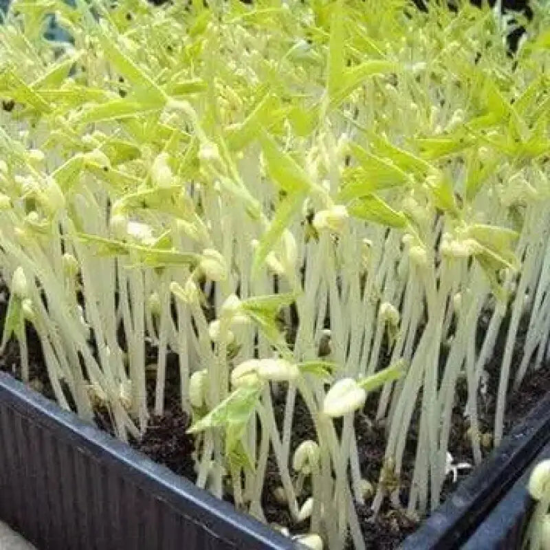 1000 seeds Mung Bean seeds Sprout Green Gram, Maash, Moong, Monggo ...