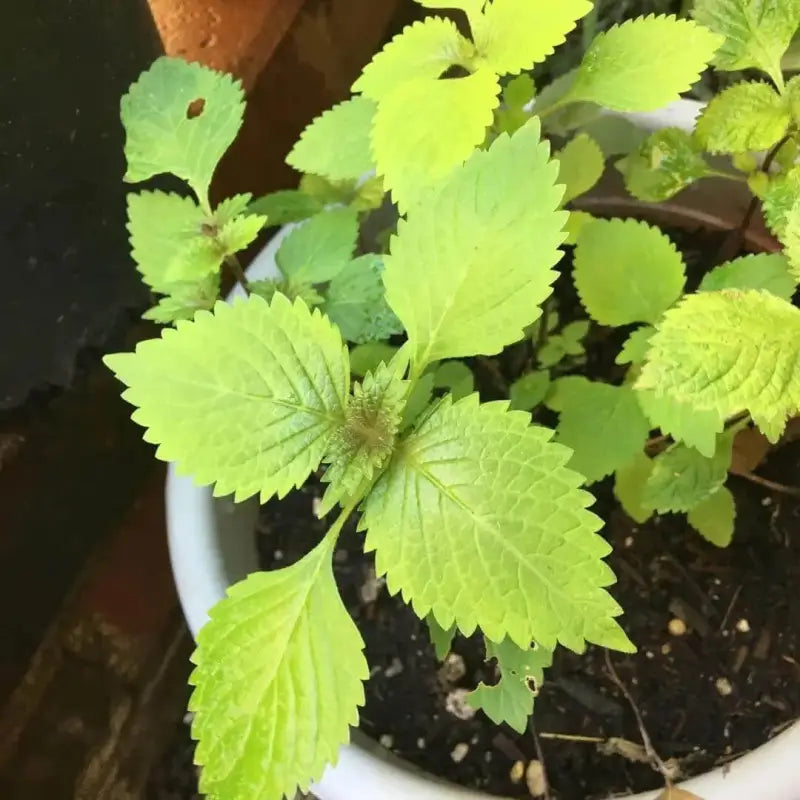 3000 Vietnamese Lemon Balm Seeds Kinh Gioi Elsholtzia Ciliata Seeds