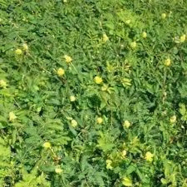 Water Mimosa seeds for Planting 4 pack x 100 seeds Hat Rau Nhut ...
