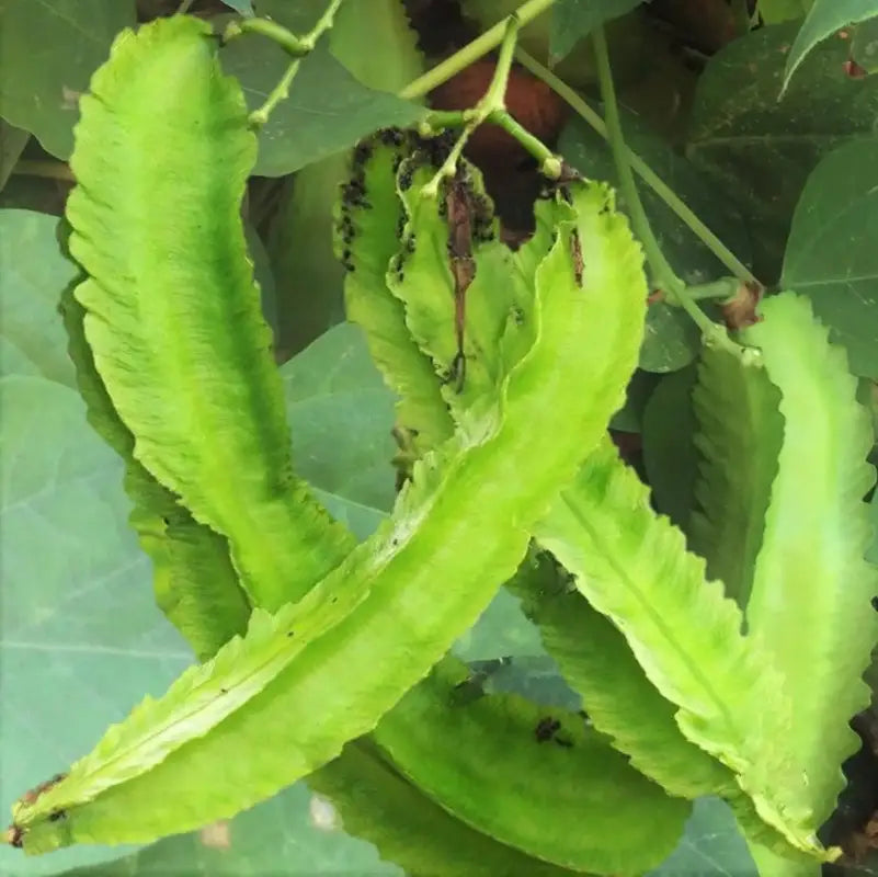 Winged Bean seeds for planting (Psophocarpus tetragonolobus): tropical ...